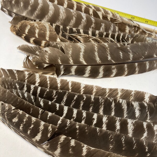 Turkey Wing Feathers - Etsy
