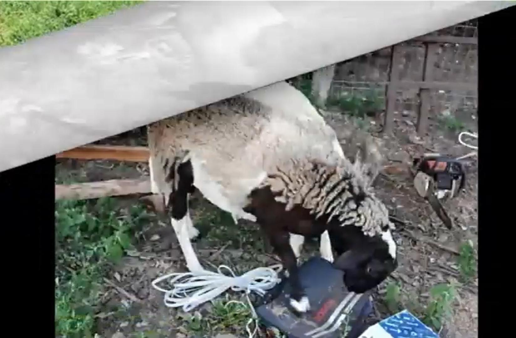 Children's Book Maggie the Magnificent Sheep - Etsy