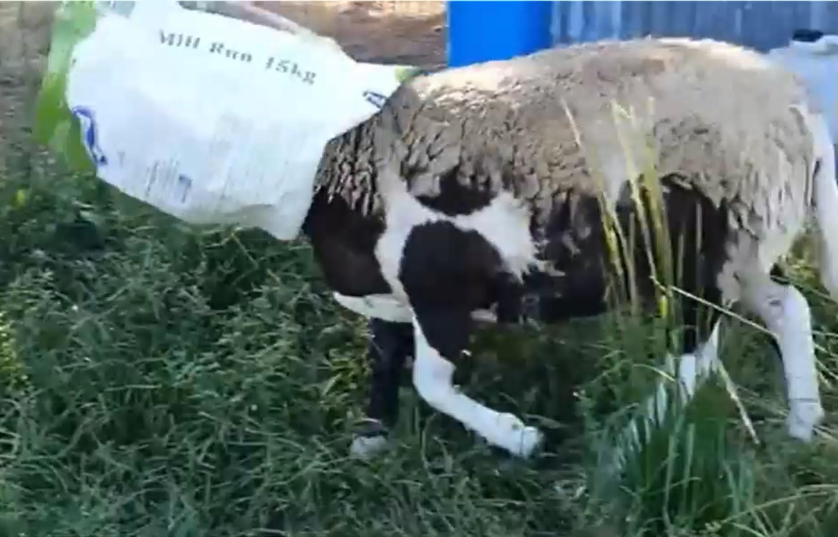 Children's Book Maggie the Magnificent Sheep - Etsy