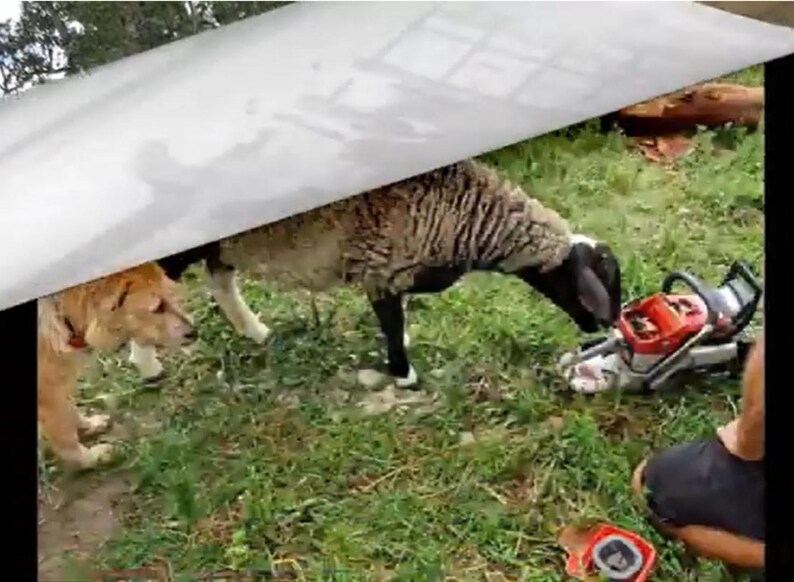 Children's Book Maggie the Magnificent Sheep - Etsy