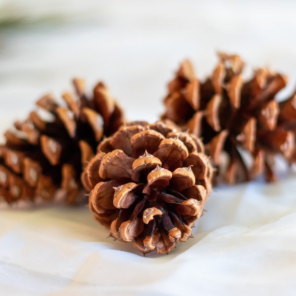 Rustic Pine Cone - Etsy