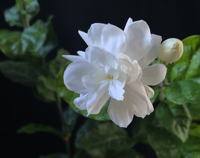 A Rare “small Gardenia” Variety of Arabian Jasmine Live Plant, Jasminum ...