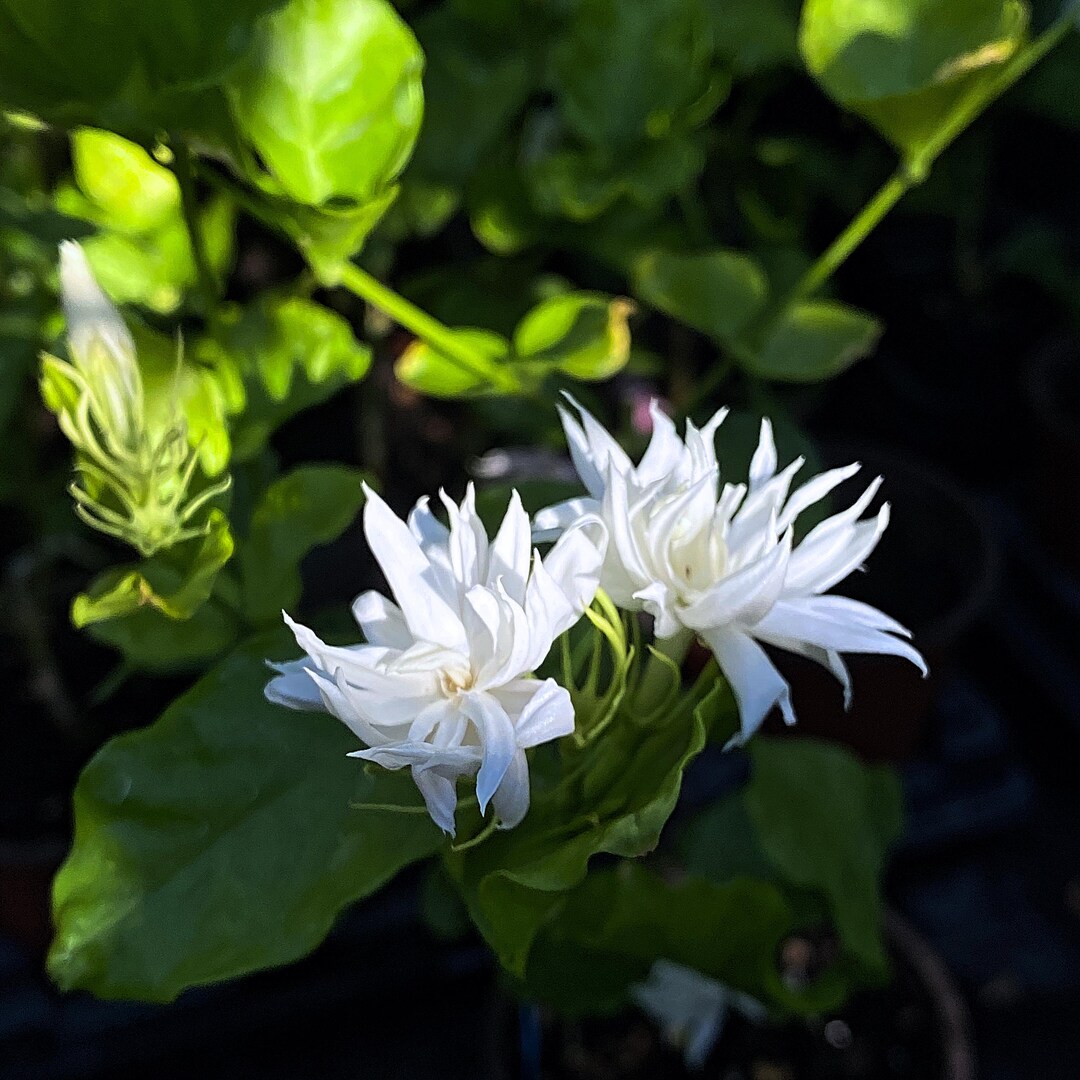 A Rare Variety of Jasminum Sambac: “brush Pen Tips-white Flame” Arabian ...