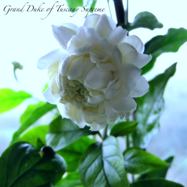 Grand Duke of Tuscany_supreme, Arabian Jasmine Live Plant, Jasminum ...