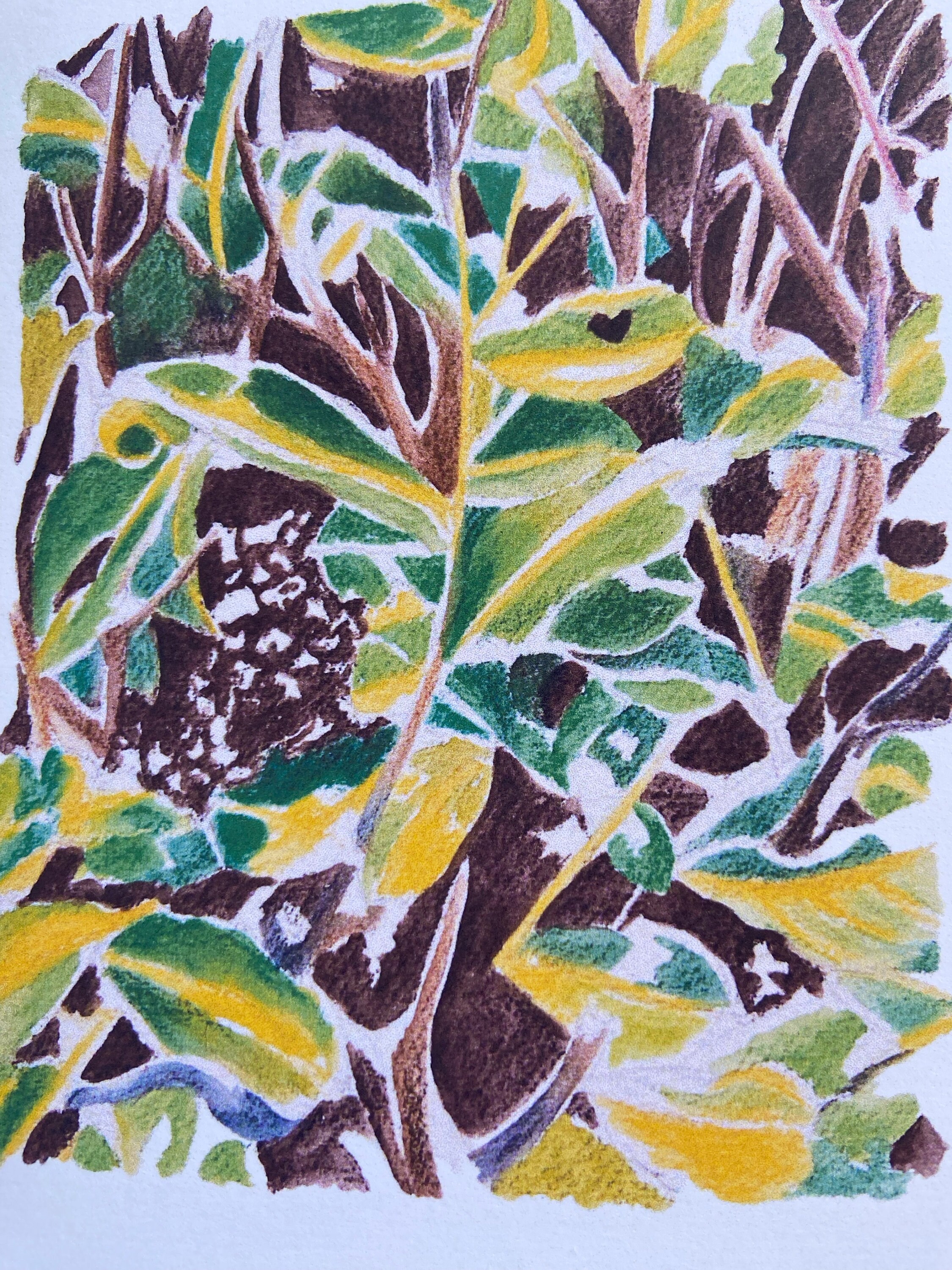 Foliage Plant Card/ Patterns in Nature Card/lush Summer Painterly ...
