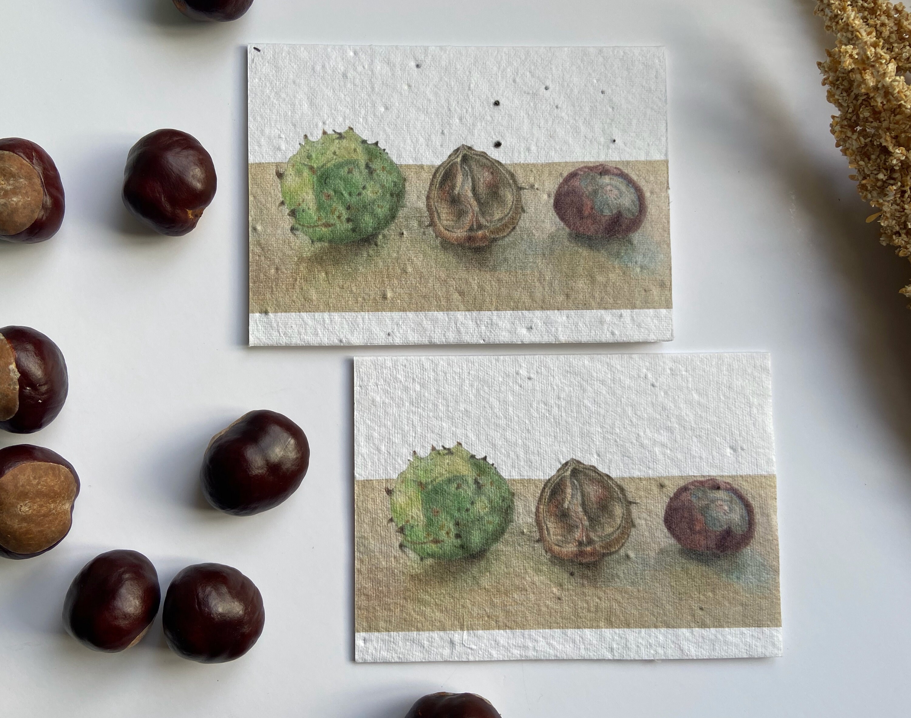 Conker Life Cycle Original Art Card/ Autumn Coloured Pencil Drawing ...