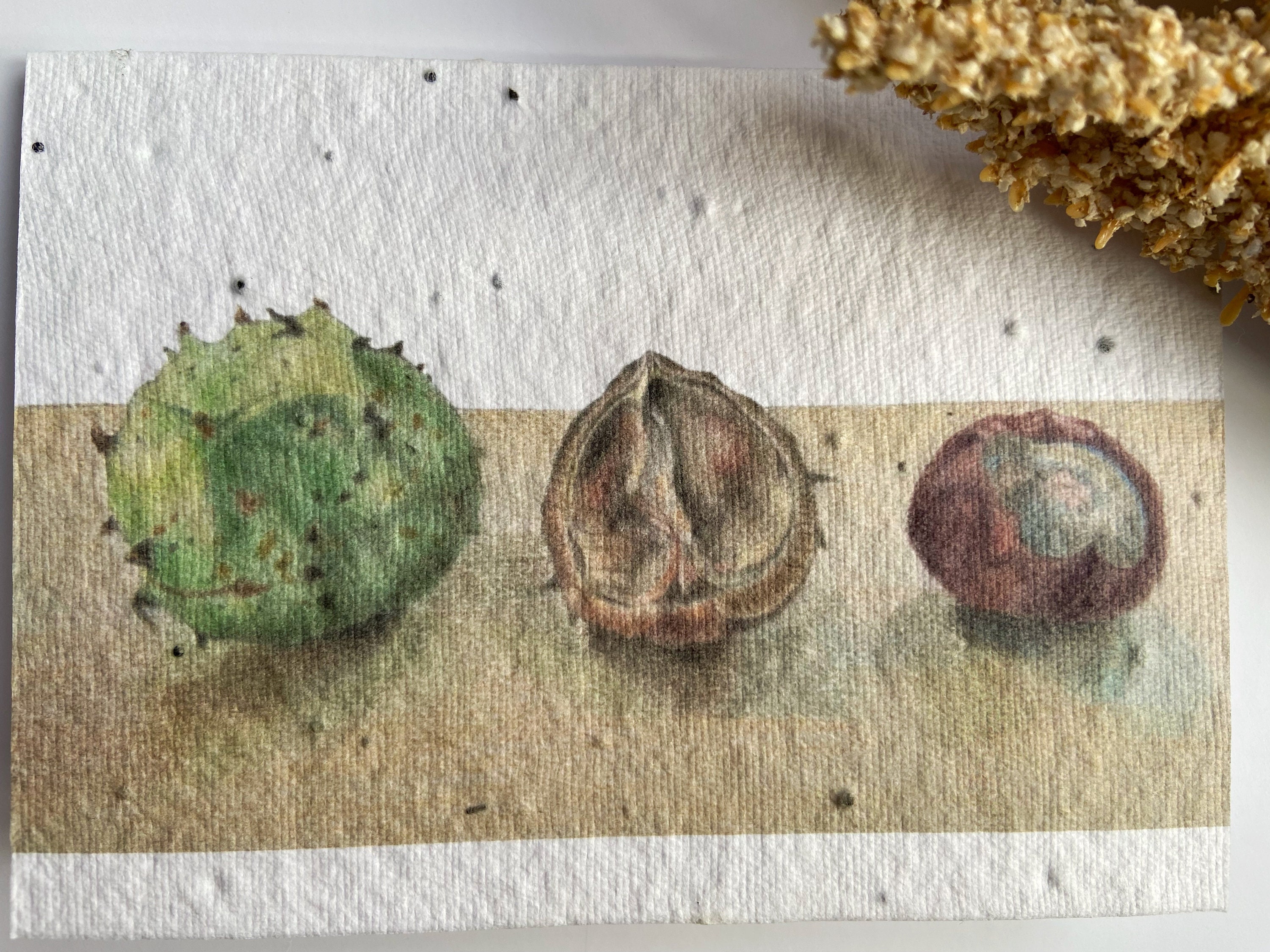 Conker Life Cycle Original Art Card/ Autumn Coloured Pencil Drawing ...