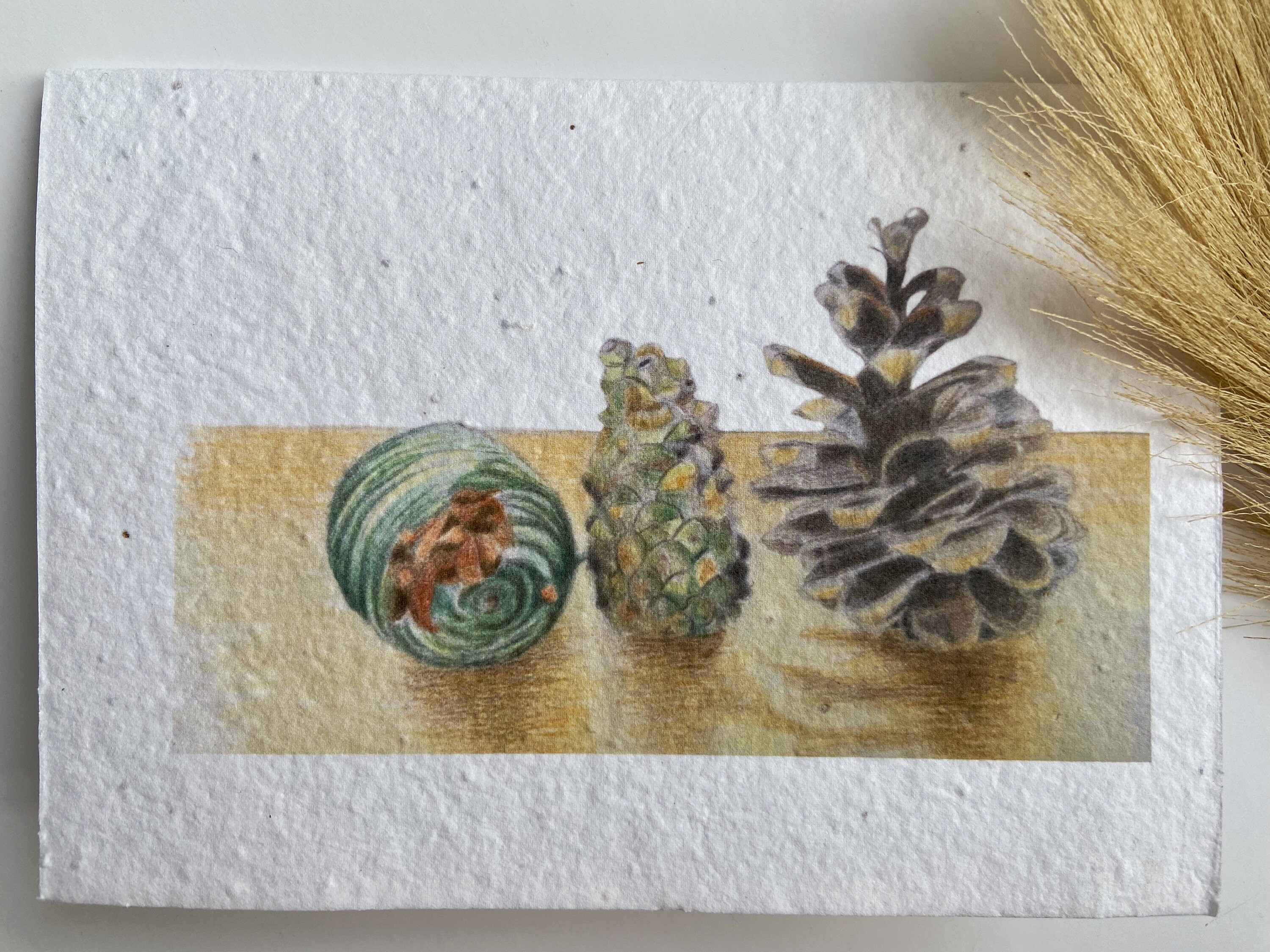 Pine Cone Life Cycle. Nature Card. Handmade. Plantable Wildflower ...