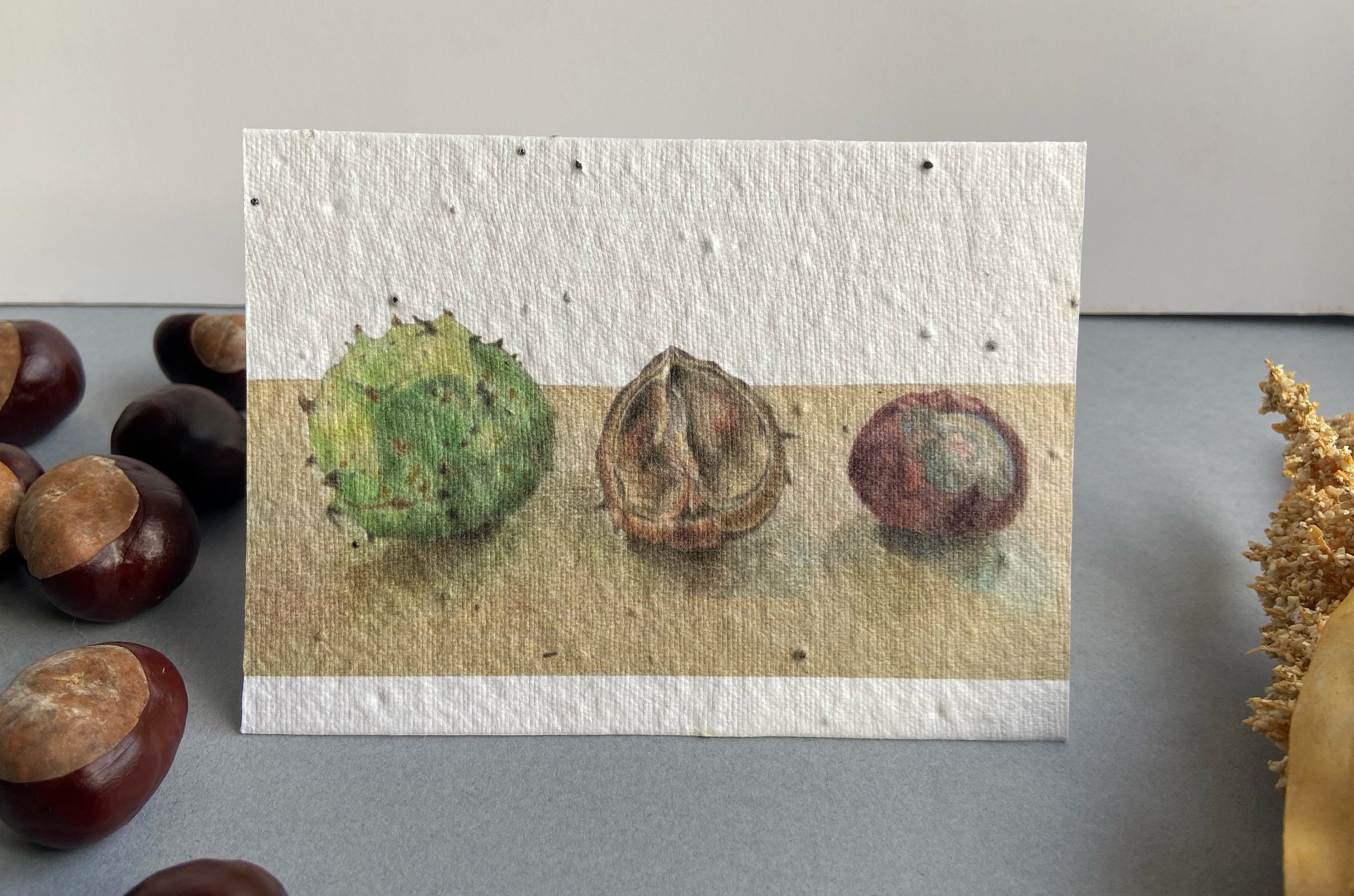 Conker Life Cycle Original Art Card/ Autumn Coloured Pencil Drawing ...