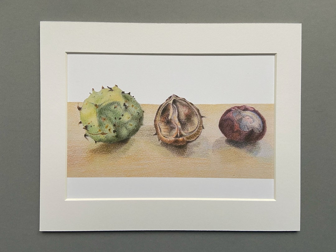 Conker Life Cycle Art Print, Autumn Still Life Drawing, Fall Painting ...