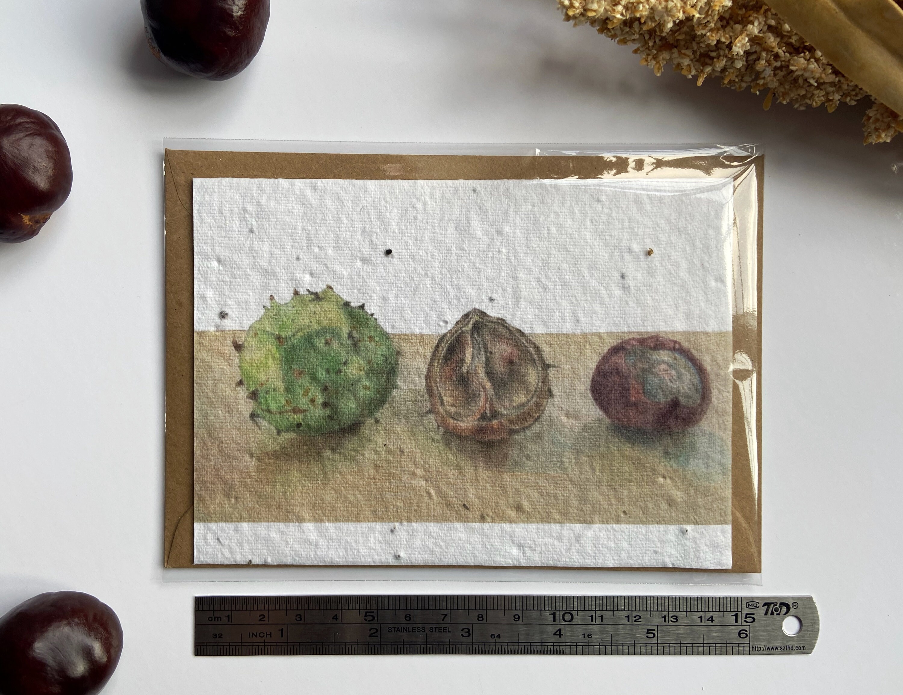 Conker Life Cycle Original Art Card/ Autumn Coloured Pencil Drawing ...