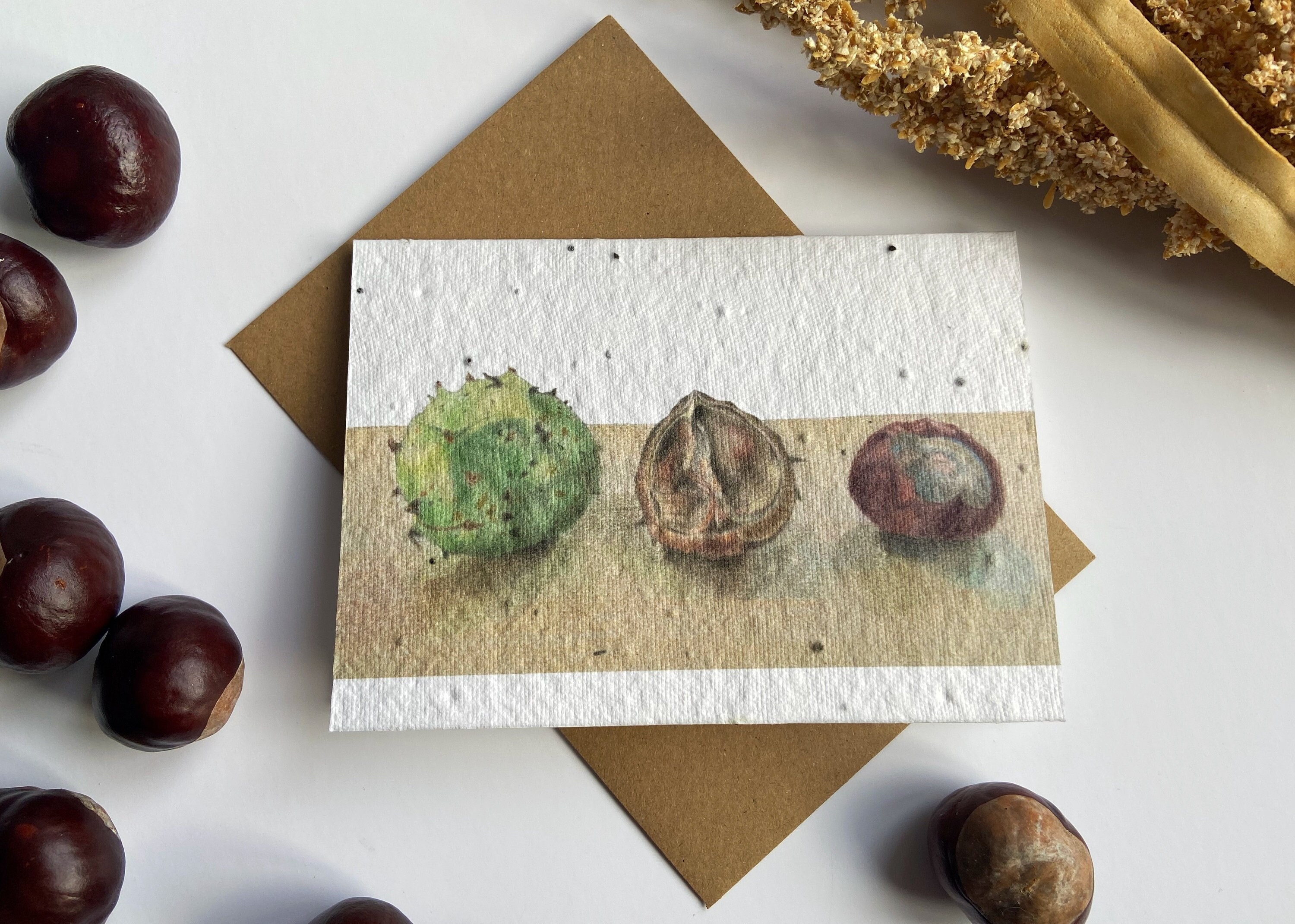 Conker Life Cycle Original Art Card/ Autumn Coloured Pencil Drawing ...