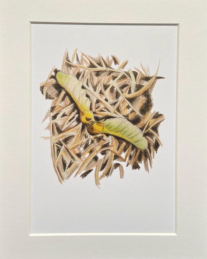Sycamore Seed Art Print Woodland Drawing in Coloured Pencil - Etsy