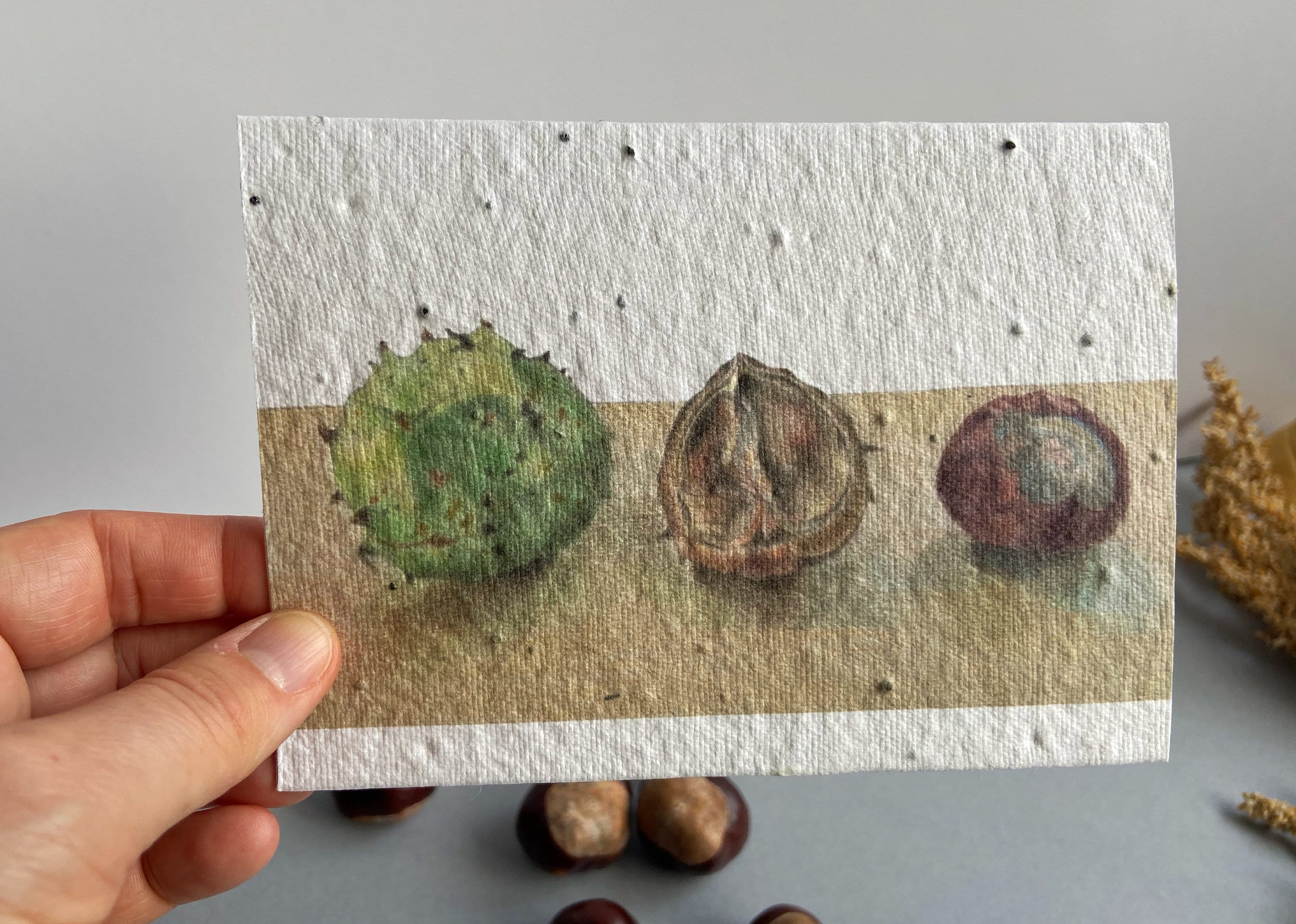 Conker Life Cycle Original Art Card/ Autumn Coloured Pencil Drawing ...