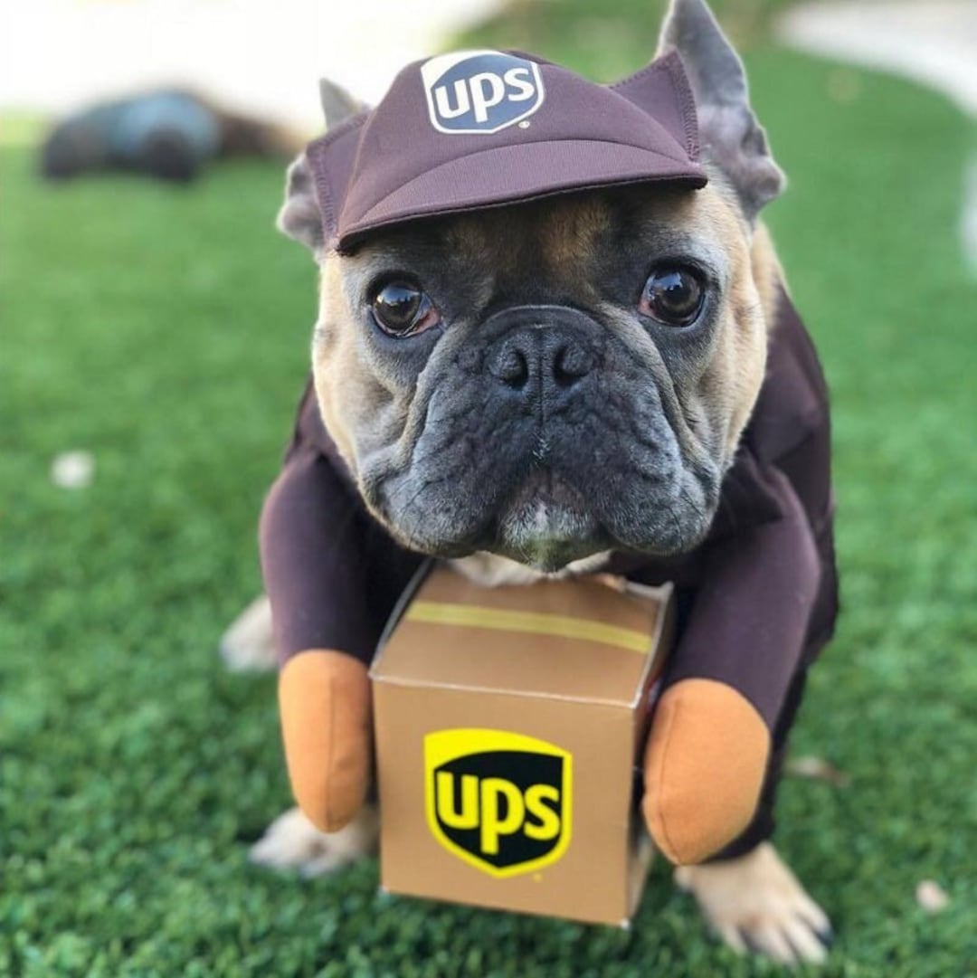 UPS Dog Mail Carrier Costume Adorable Cat Dog Costume - Etsy