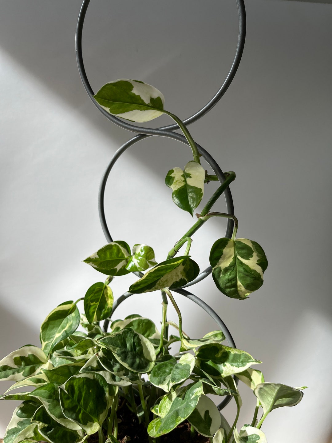 Indoor Plant Support Trellis, Vining Plants Support, Abstract Shape ...