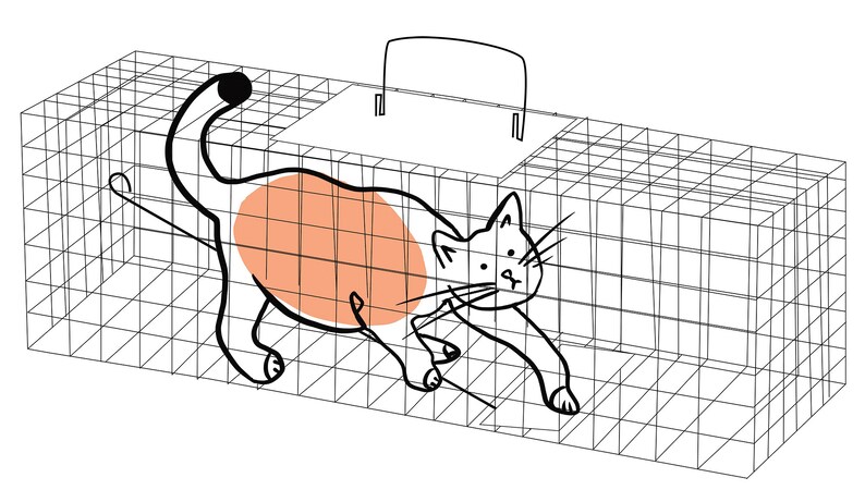 3 Graphics of Cats in Cat Traps High Resolution PNG Graphic Transparent ...