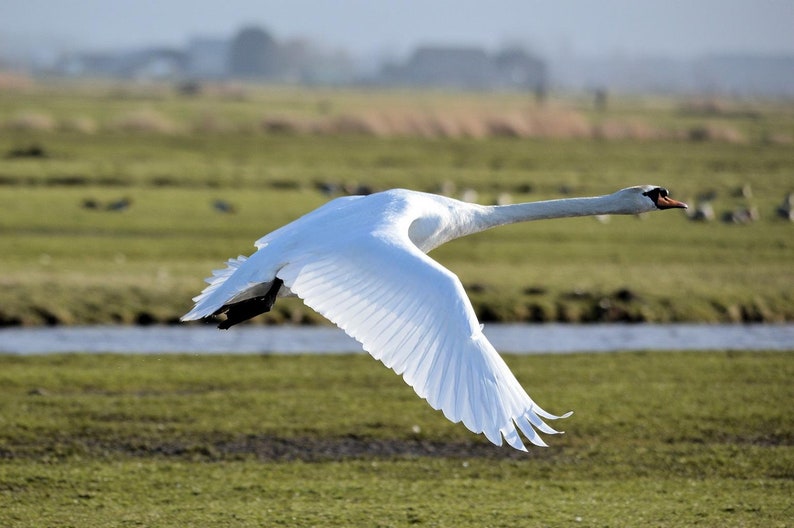 Beautiful Powerful Swan Flying Bird Framed Photo - Etsy