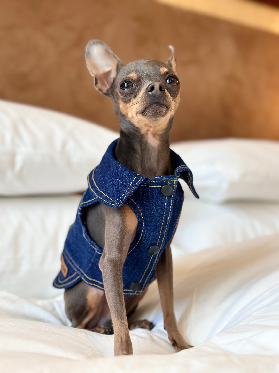Custom Denim Dog Jacket: Made-to-measure Jean Coat for Small Dogs - Etsy