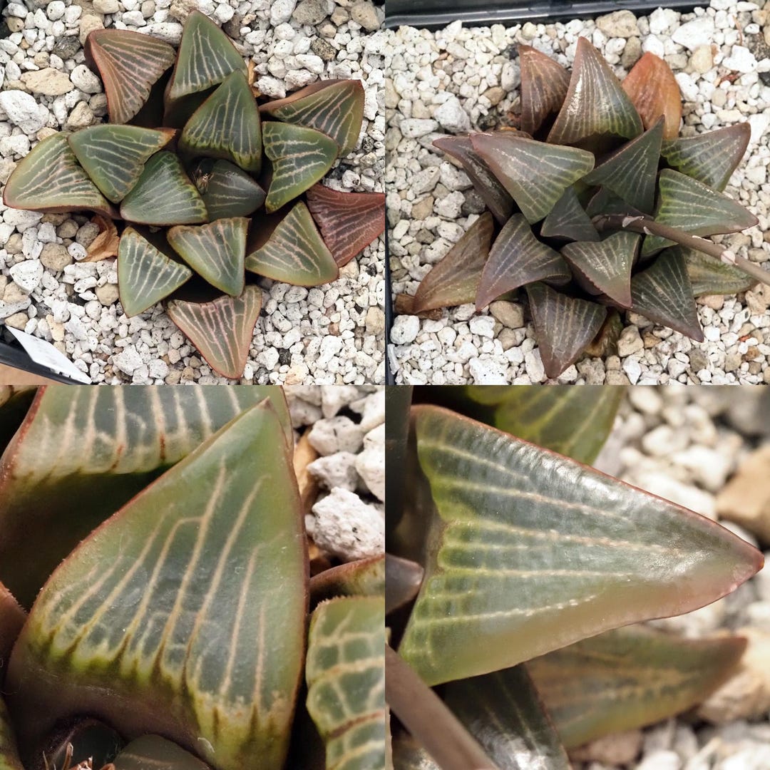 10 Haworthia Seeds ('jupiter' Series X 'noyak' Series) - Etsy