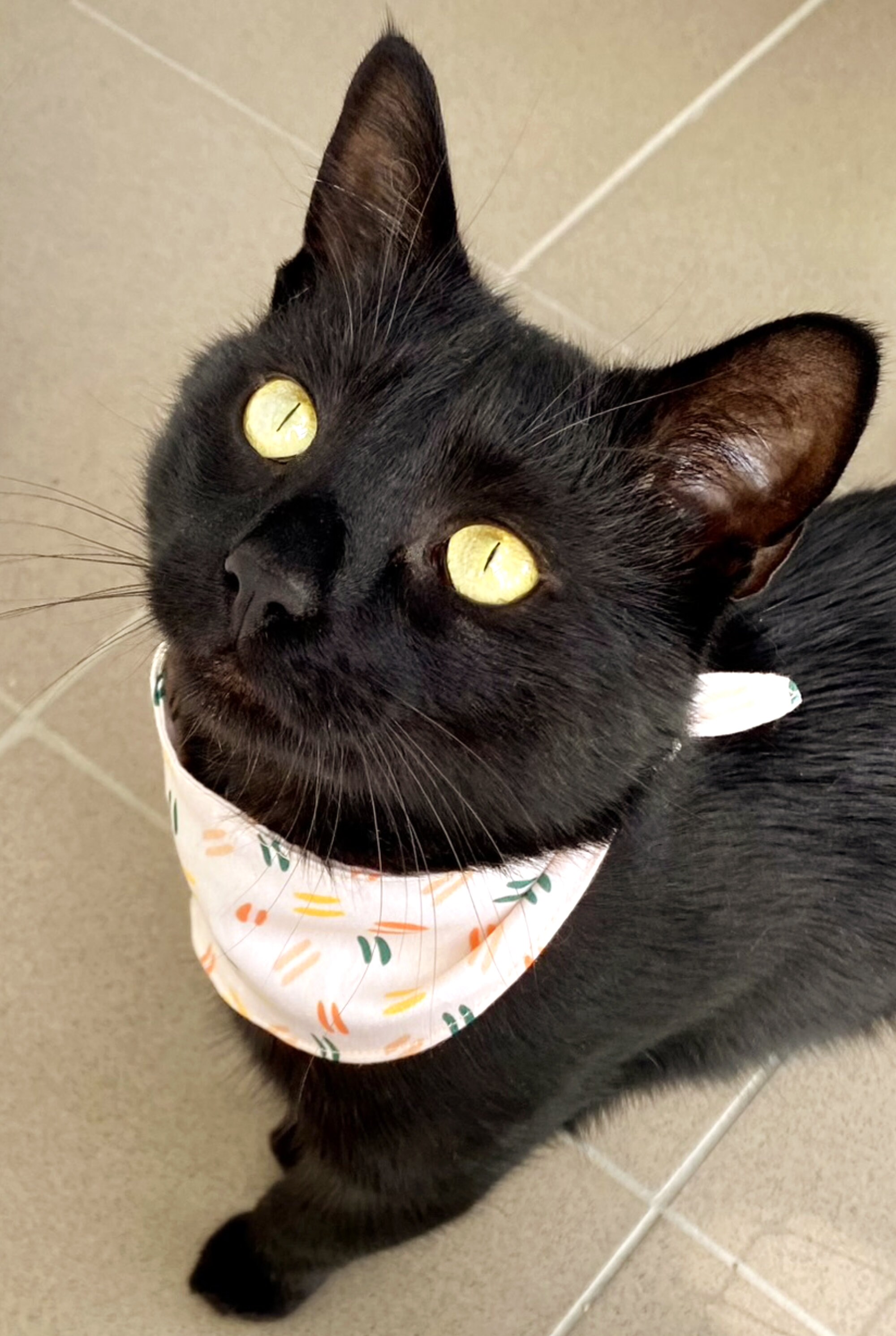 Autumn Leaves Tie on Cat Bandana Matching Owner Scrunchie - Etsy