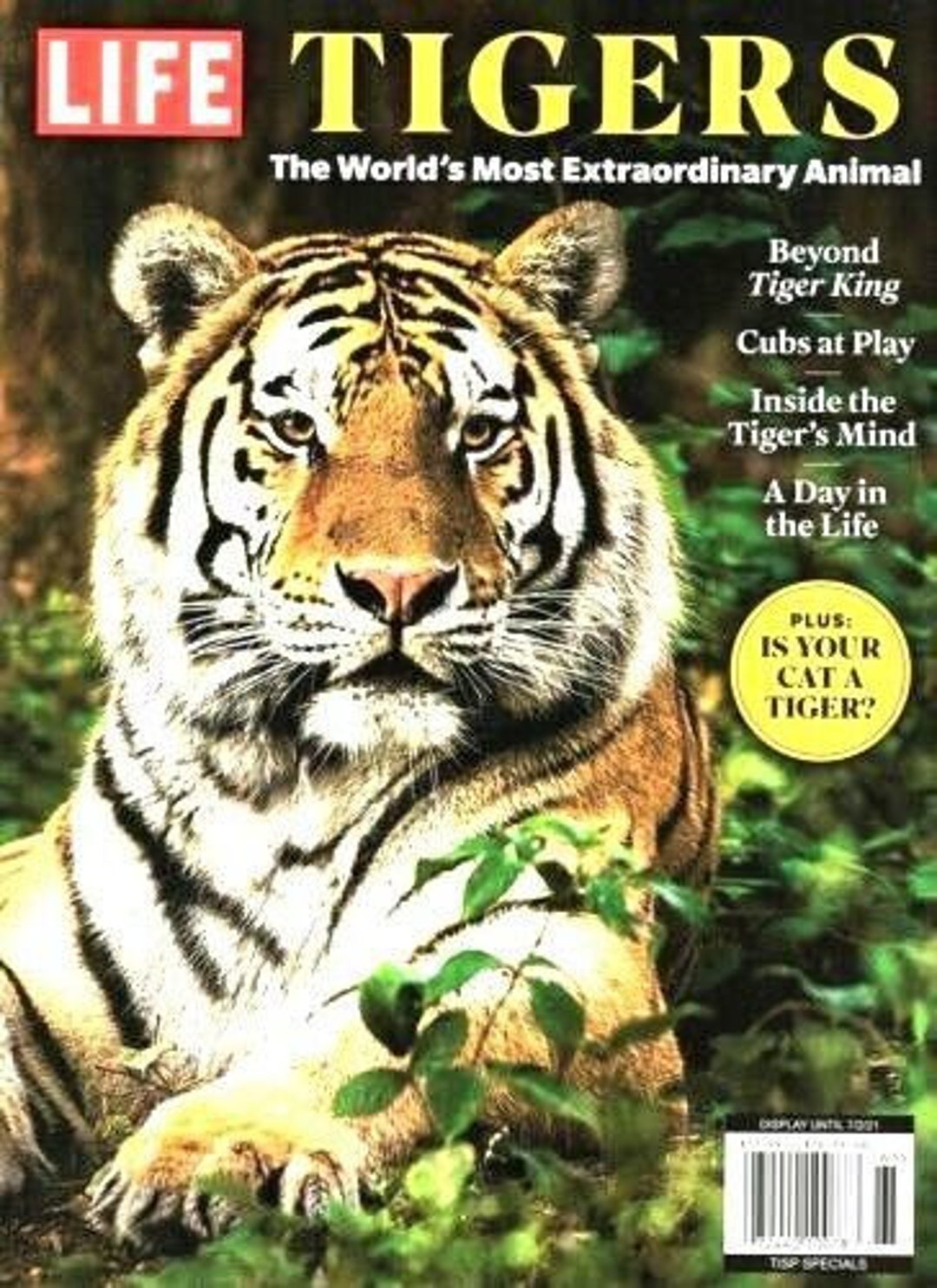 Life Magazine | Tigers: the World's Most Extraordinary Animal - Etsy
