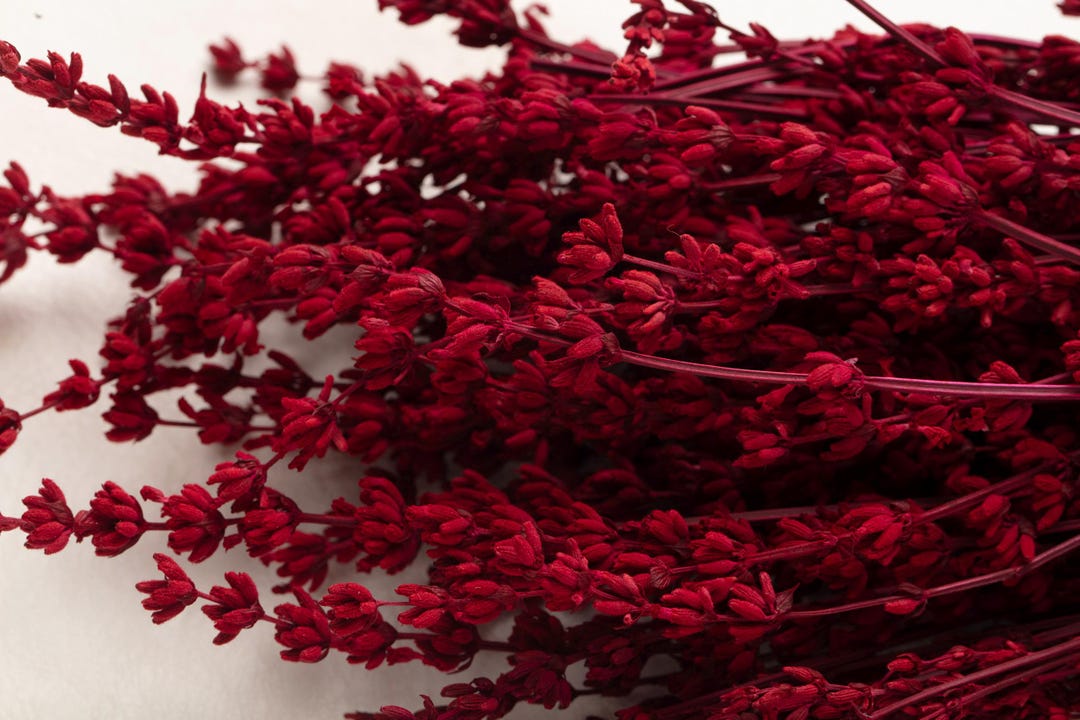Preserved Lavender, Red Color, Wedding Flowers, Home Decor, Lavanda ...