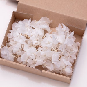Preserved Stabilised White Hydrangea High Quality Creamy - Etsy