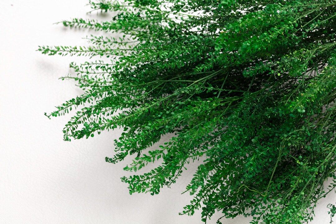 Preserved Green Lepidium, Penny Cress, Preserved Flower, Lepidium ...
