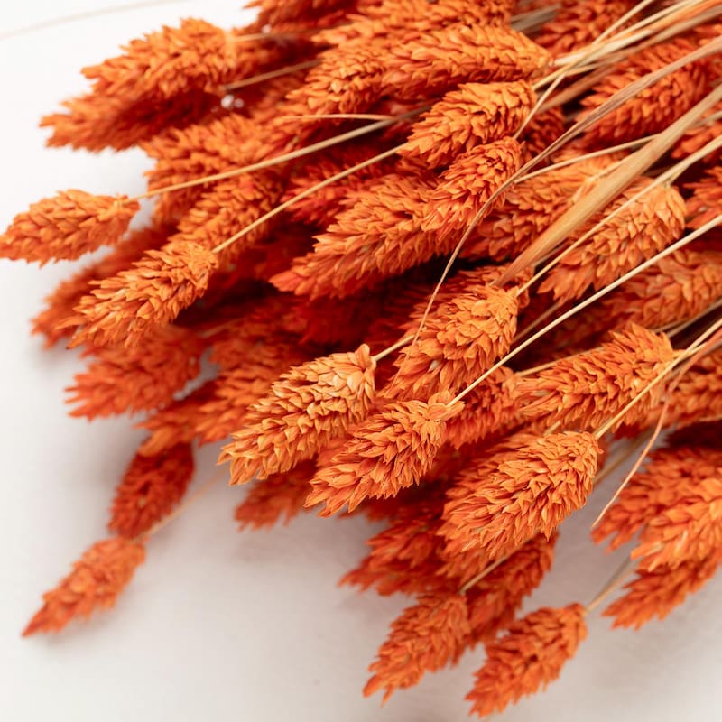 Orange Dried Flowers - Etsy