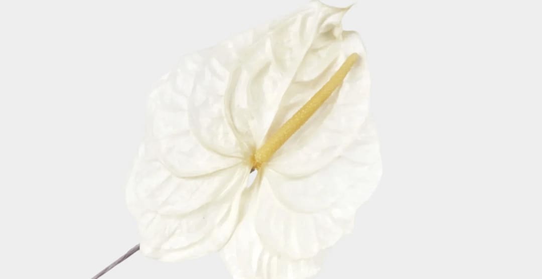 Preserved White Anthurium, Wedding Flowers, Flower Anthurium, Flower ...