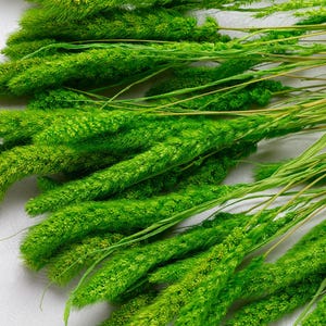 Setaria, Preserved Setaria, Spring Green, Setaria Pendula, Setaria ...