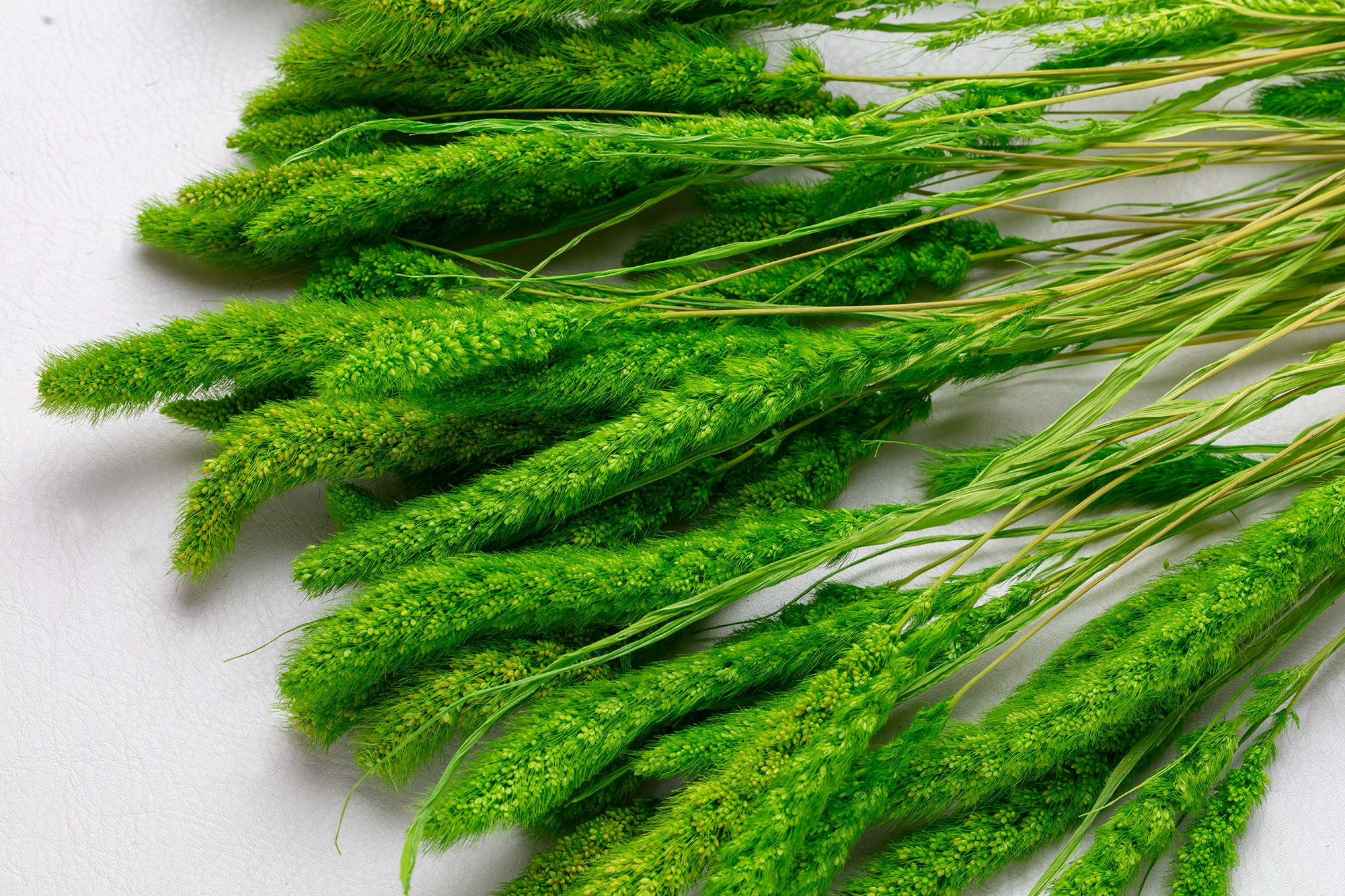 Setaria, Preserved Setaria, Spring Green, Setaria Pendula, Setaria ...