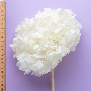 Preserved Hydrangea, Stabilized Flowers, White Hydrangea, High Quality ...