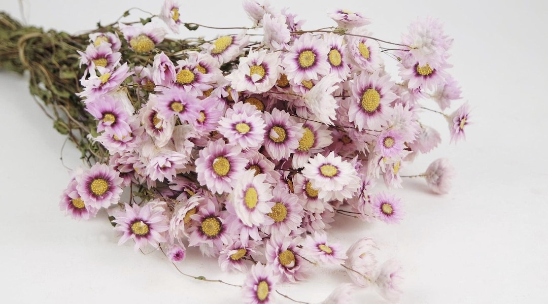 Ammobium, Dried Pink Daisies, Rodanthe Natural, Rustic Home Decor ...