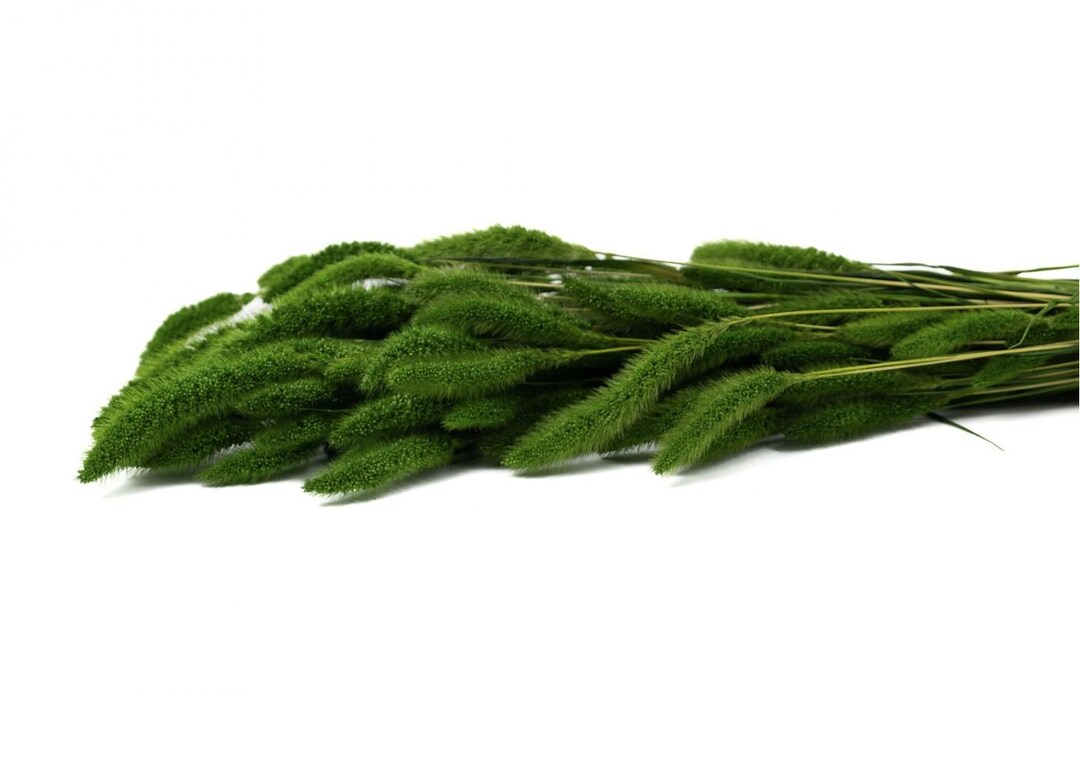 Setaria, Preserved Setaria, Green Setaria, Setaria Pendula, Setaria ...