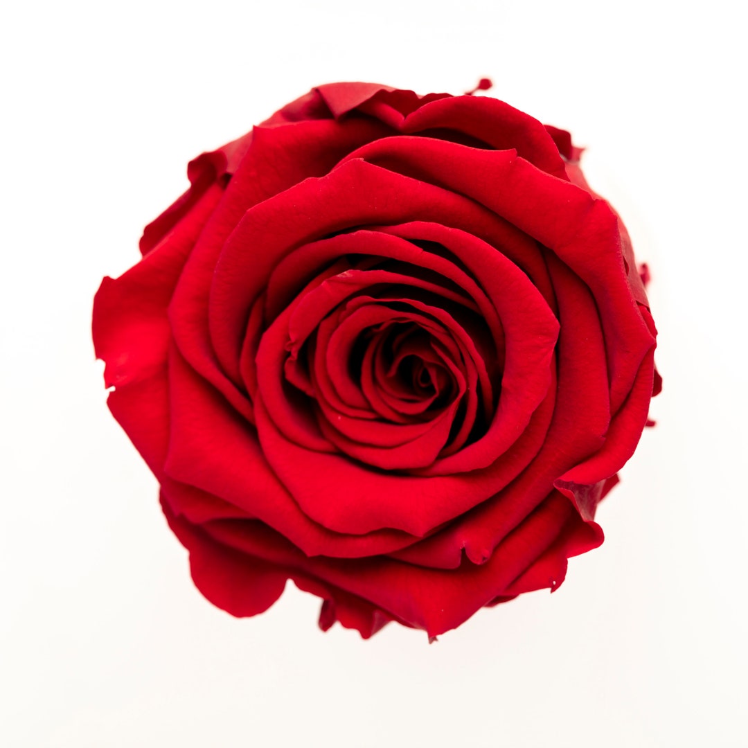 Preserved Rose, Preserving Roses, Red Dried Rose, Everlasting Infinity ...