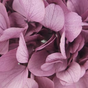 Preserved Hydrangea Lila, High Quality, Purple, Preserved Bridal Flower ...