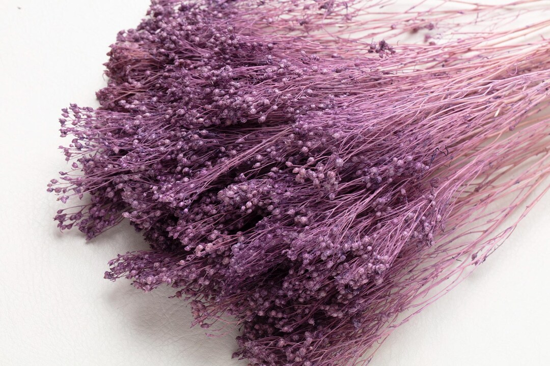 Preserved Broom Bloom, Glycine Color, Dried Flowers, Decor Home, Gift ...