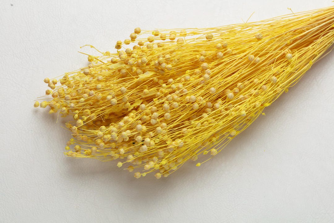 Dried Linum, Yellow Color, Linum Bunch, Dried Flax Bunch, Natural Dried ...