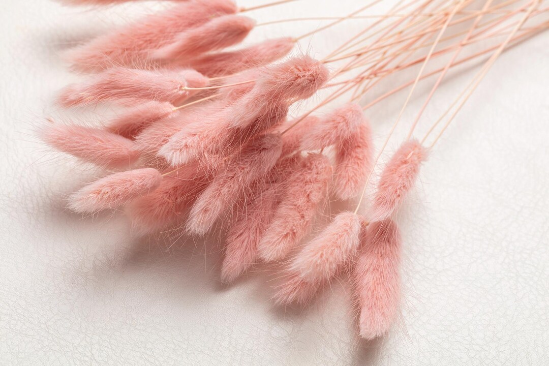 Pink Puder Bunny Tails, Lagurus Tails, Bleached Dried Lagurus, Dried ...