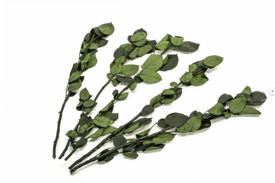 Stabilized Rose Stem 5 Stems - Green, Preserved Rose Stems, - Etsy