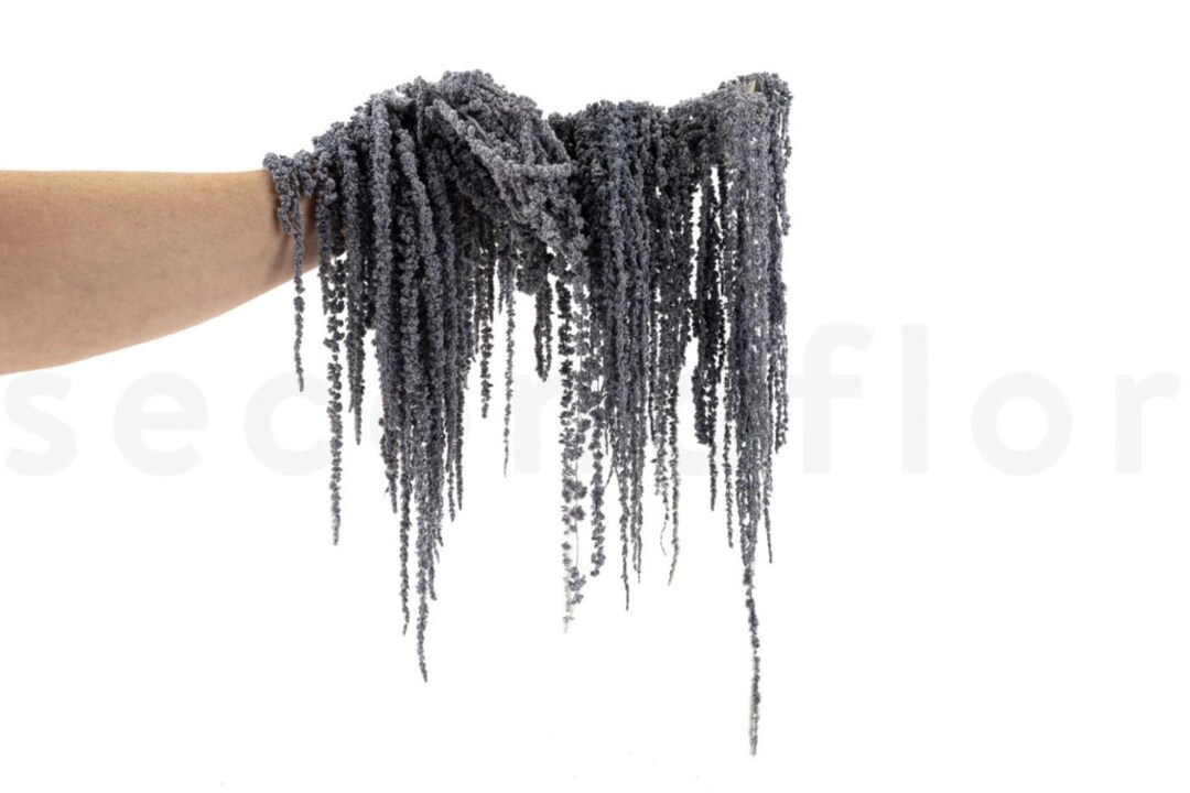 Amaranthus Preserved Storm Blue, Wedding Flowers, Home Decor, Christmas ...