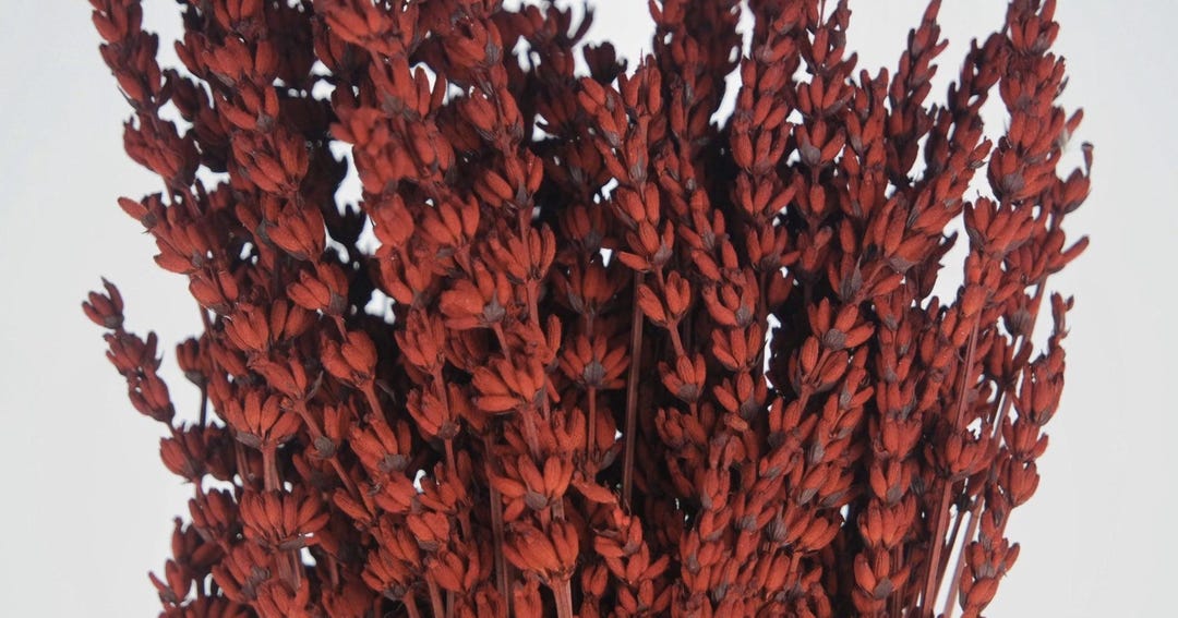 Preserved Lavender, Wedding Flowers, Red, Home Decor, Lavender, Dried ...