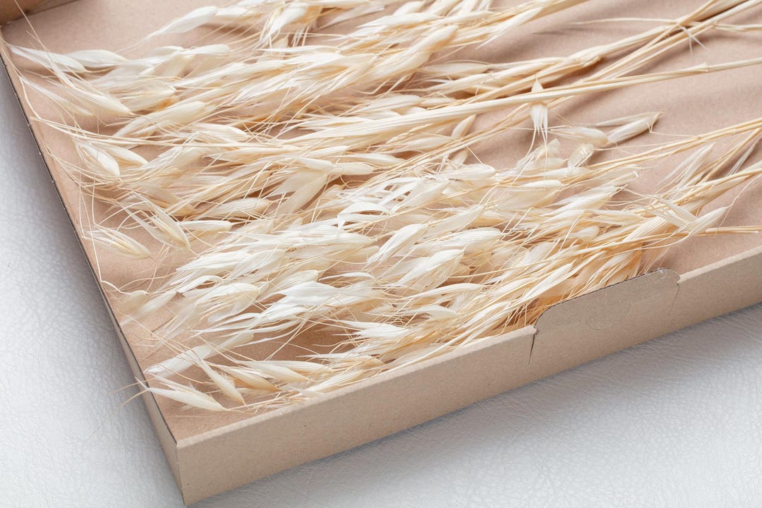 Dried Bleached Oats Stems Wheat Bunch Dried Grains Dried Flowers Flower ...