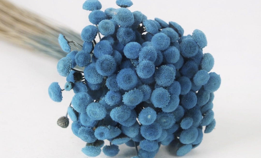 Dried Boton, Botao, Blue Color, Craspedia, Boton Flowers, Mini Head ...
