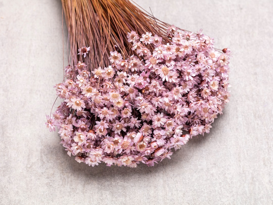 Dried Glixia Flowers, Natural Bouquet of Flowers, Wedding Decoration ...