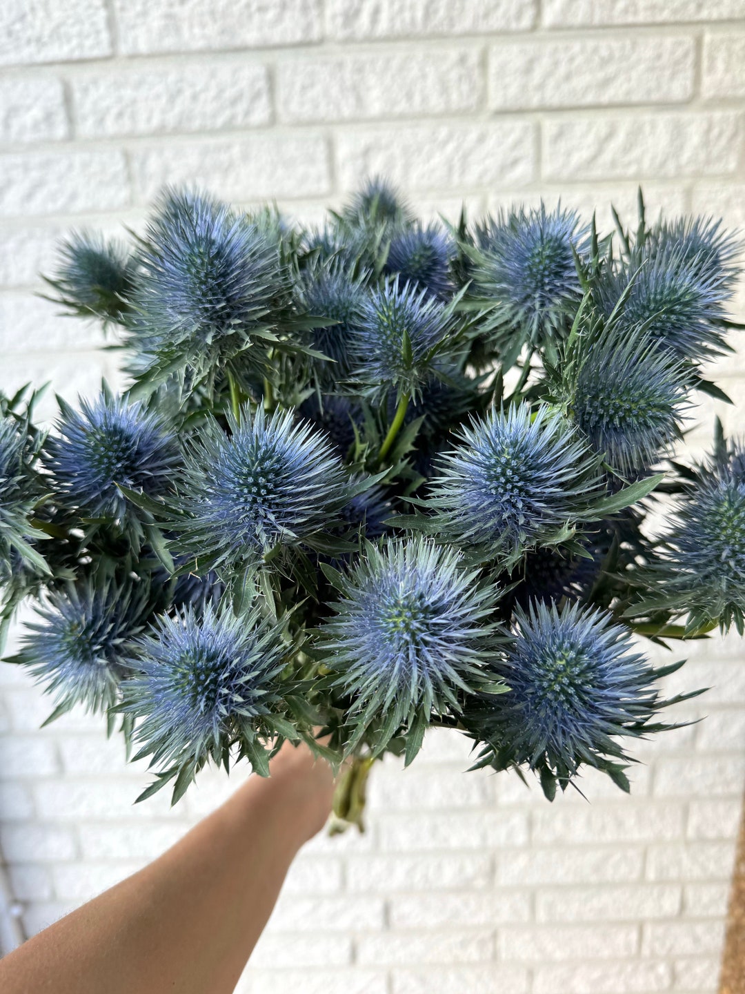 Fresh Eryngium, Natural Blue Thistle, Fresh Thistle, Natural Fresh Thistle, Fresh Flowers, Fresh ...