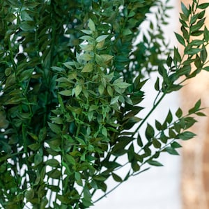 Green Preserved Ruscus, Bunch, Home Decor, Boho Wedding Decoration ...