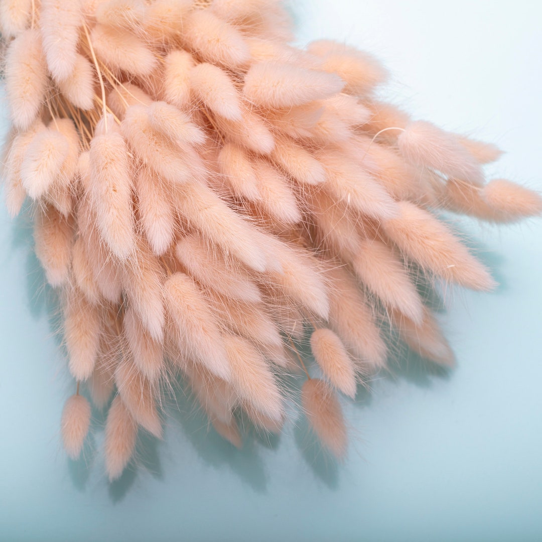 Pastel Pink Bunny Tails, Natural Dried Lagurus, Fluff, Gifts, Home ...